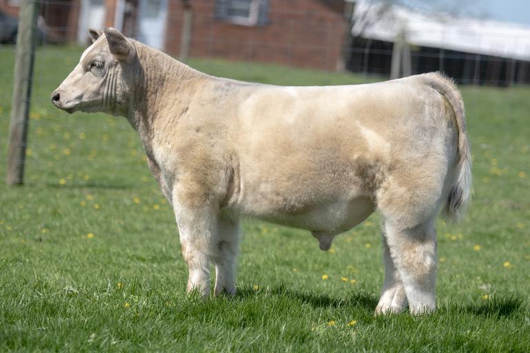 RCC Blog: High Selling Fu Man Chu Bull!! Sold By S&N Livestock For $8,500!!