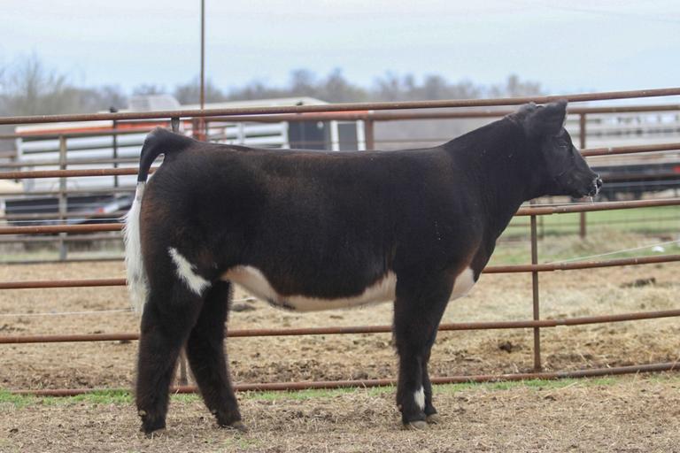 RCC Blog: Ridling Steer and Heifer Online Sale