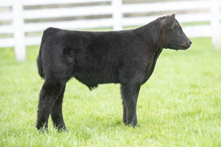 RCC Blog: Long Hall Cattle Great Opportunities 2019 Online Sale