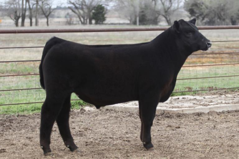 RCC Blog: Ridling Steer and Heifer Online Sale